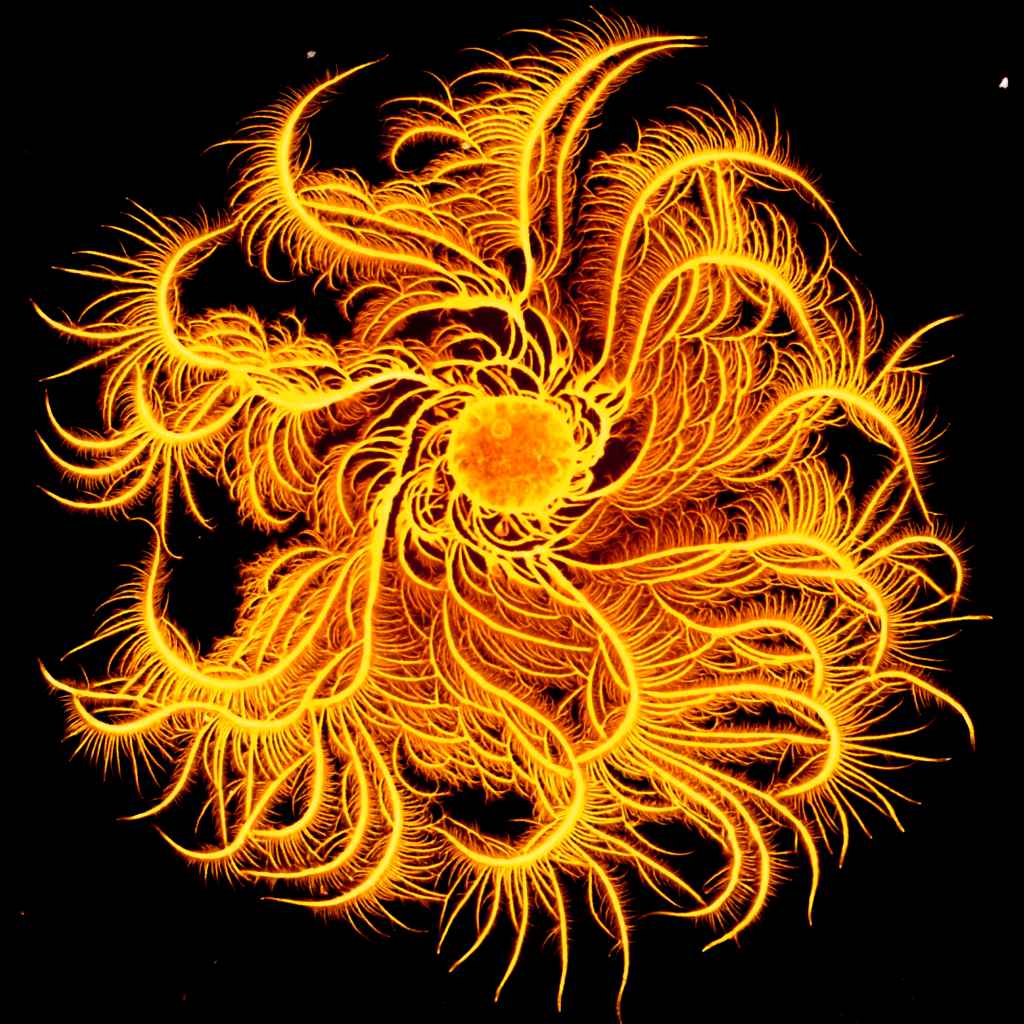 Microbiology - Fractal.Institute