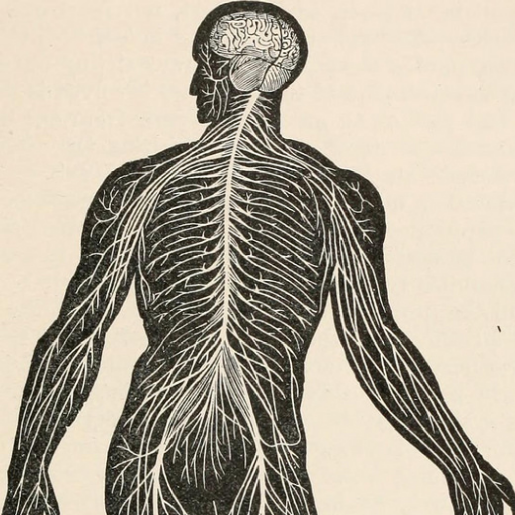 Humans - Fractal.Institute
